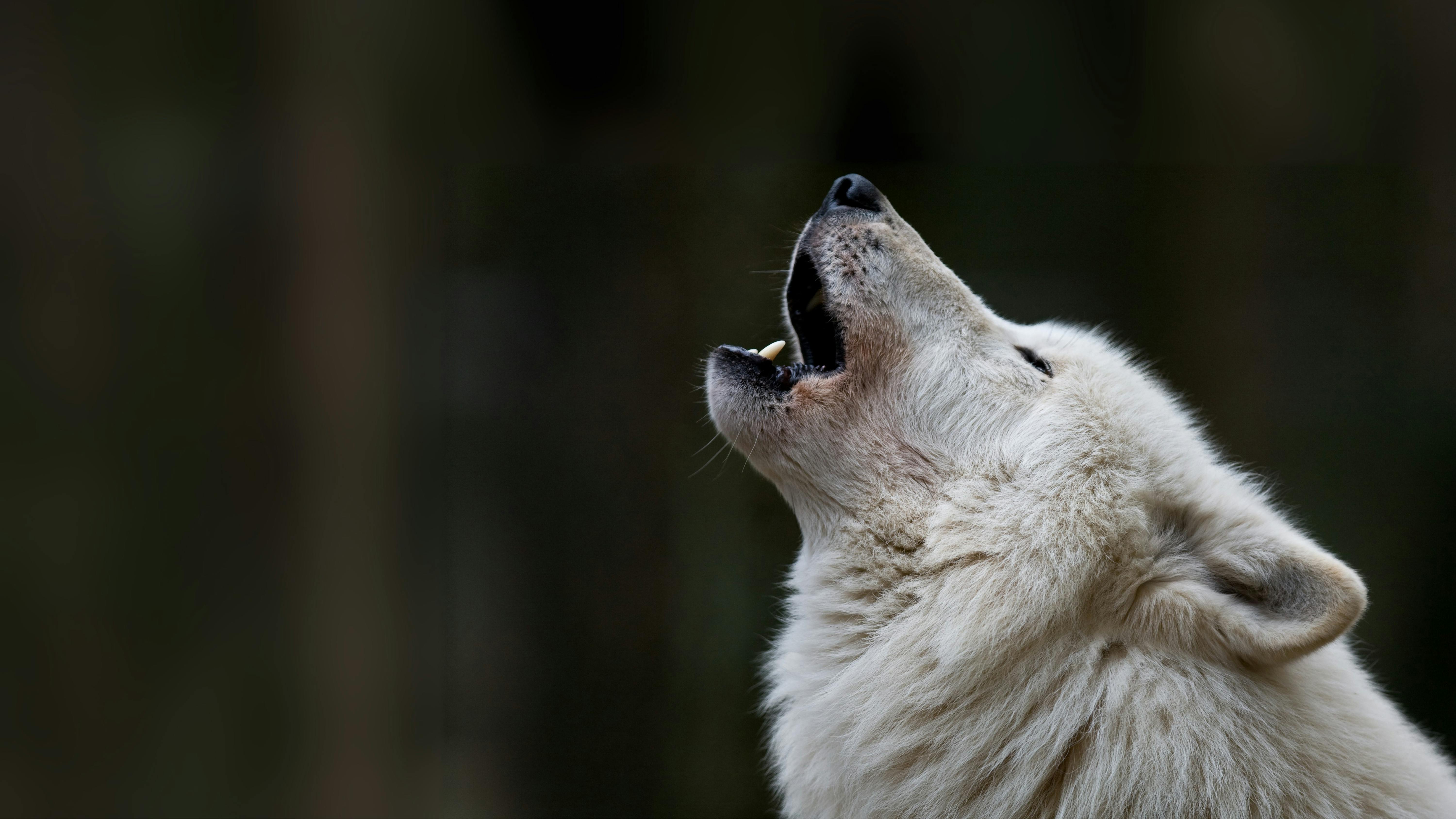 The Dire Wolf and the Science of Reversing Extinction | Aspen Ideas
